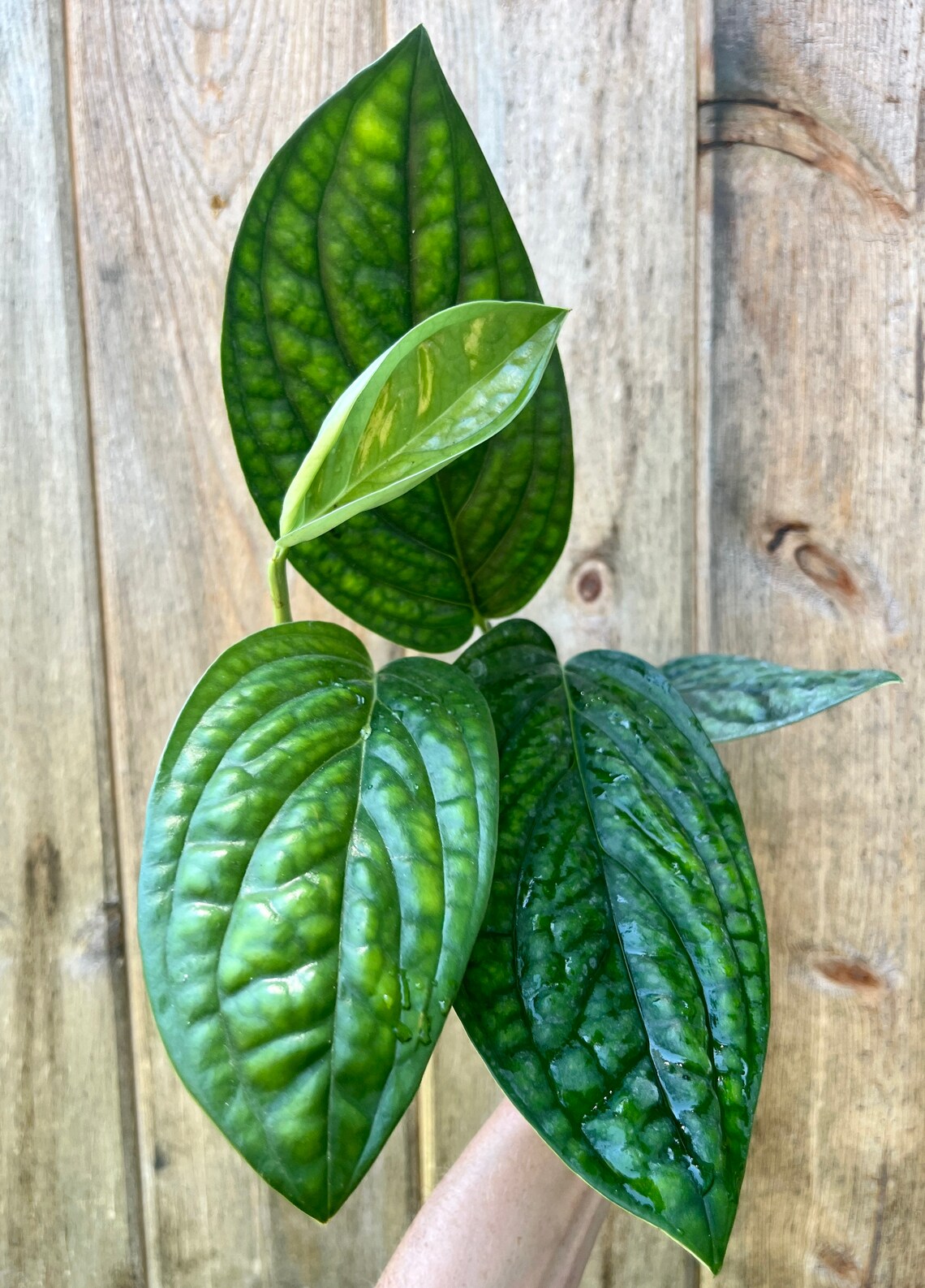 Monstera Peru Plant-4 Inch Pot - Etsy