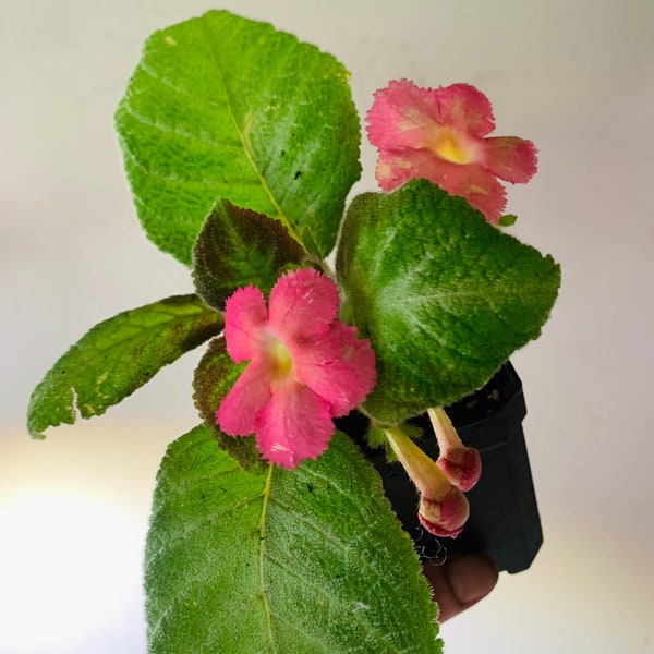 Episcia - Etsy