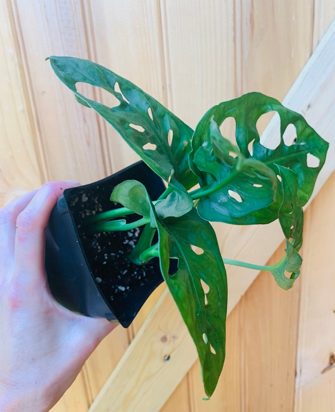 Monstera Adasoni Plant | Etsy