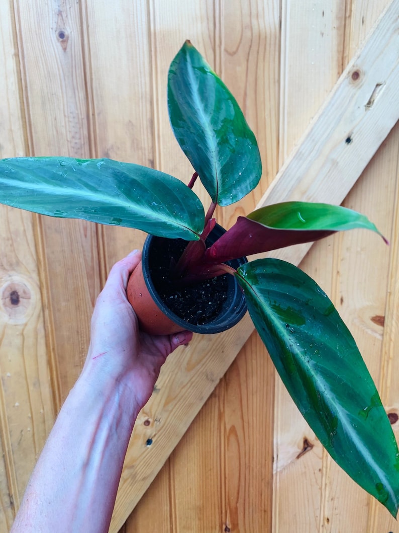 Stromanthe a Sanguine/magic Star Plant-3 Inch Pot - Etsy