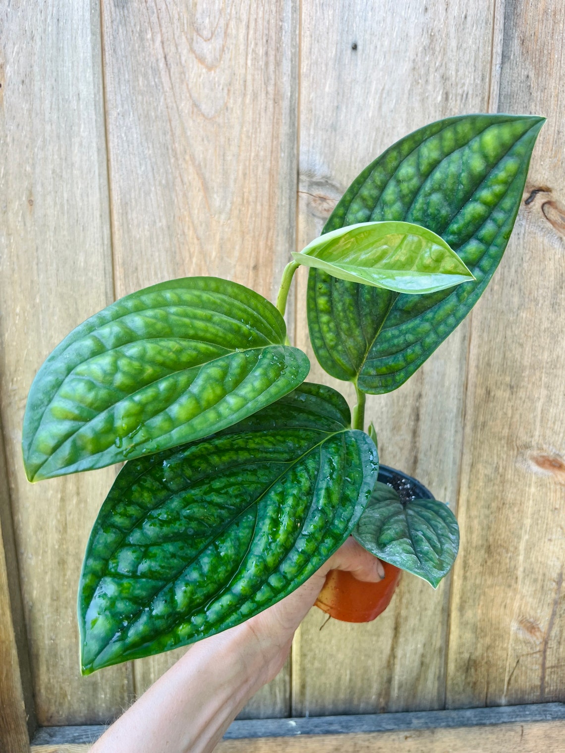 Monstera Peru Plant-4 Inch Pot - Etsy