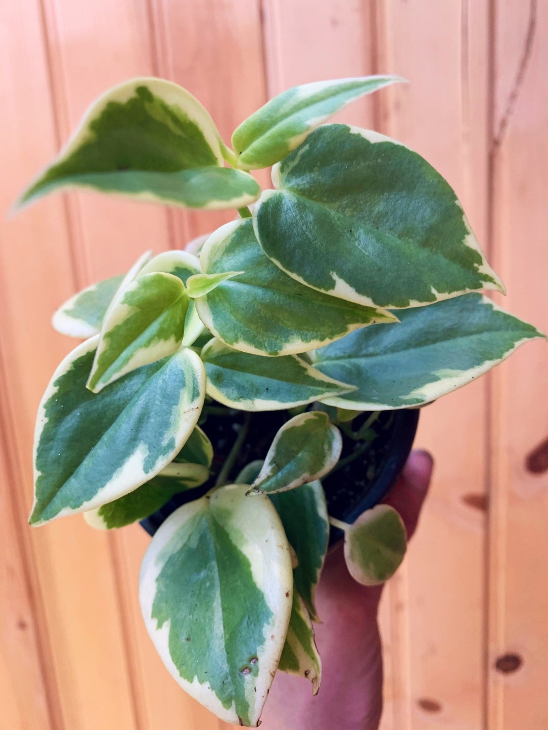 Variegated Peperomia Scandens Plant-3 Inch Pot - Etsy