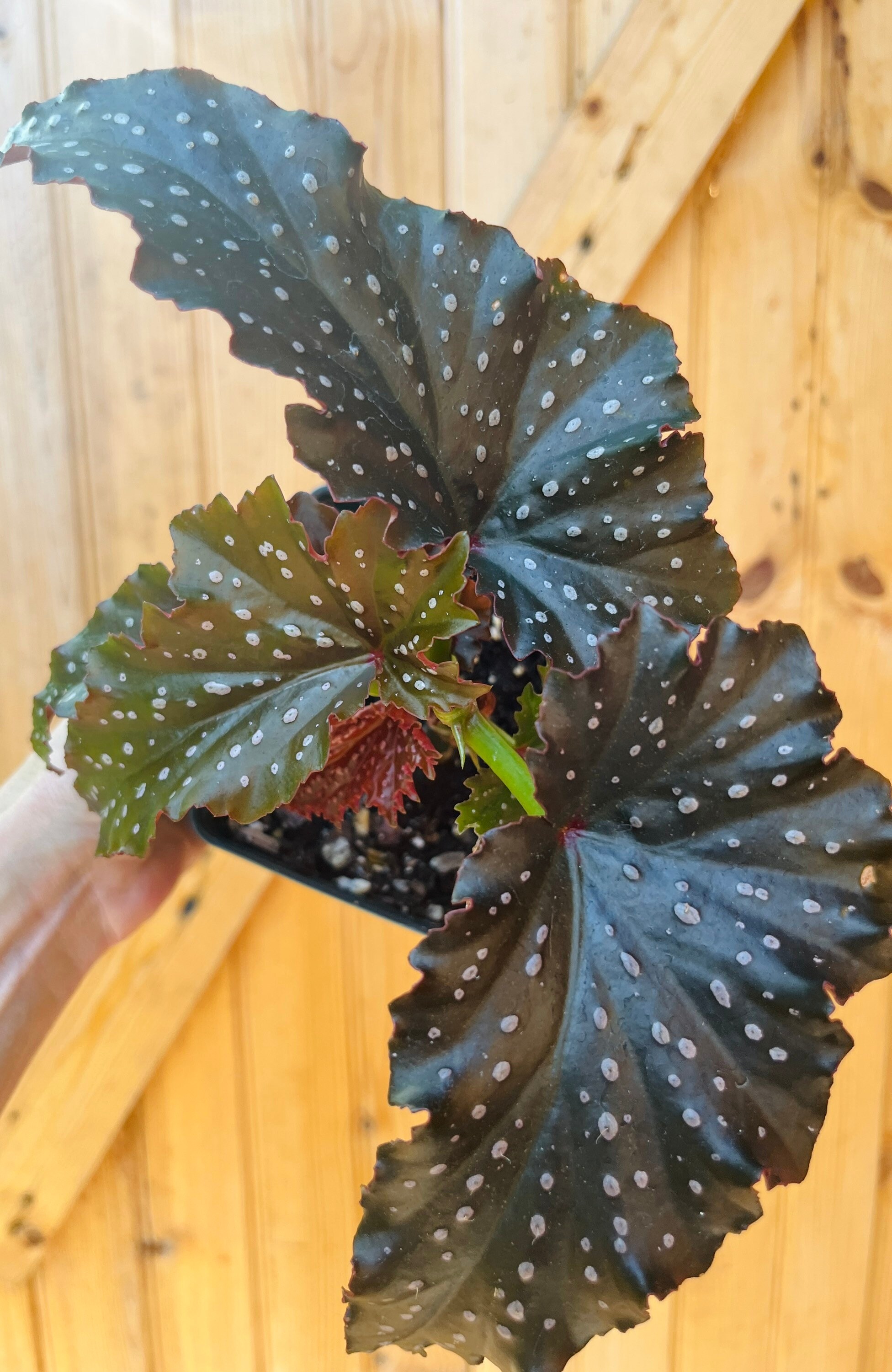Benigo Pink Polka Dot Angel Wing Begonia Plant-4 Inch - Etsy