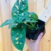 Monstera Adasoni Plant - Etsy