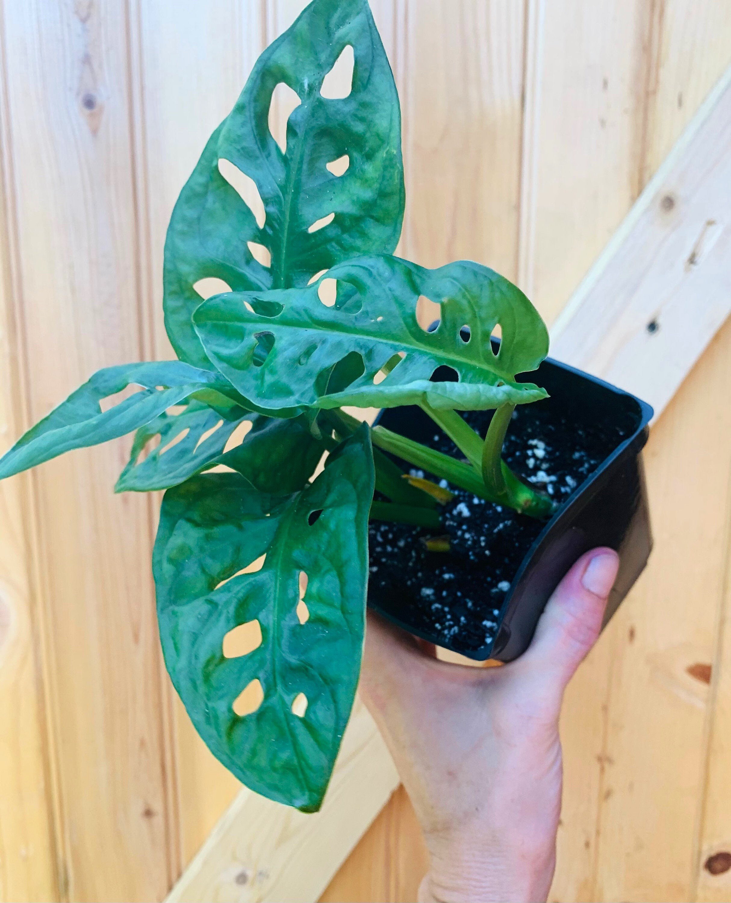 Monstera Adasoni Plant - Etsy