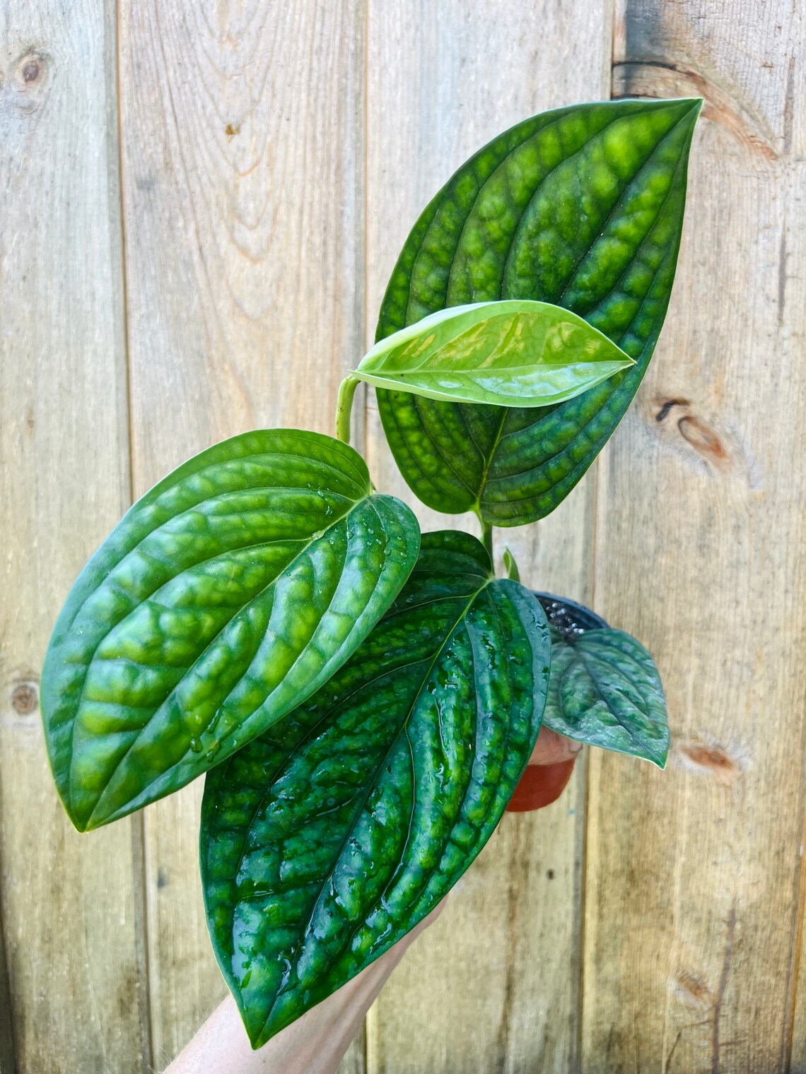 Monstera Peru Plant-4 Inch Pot - Etsy