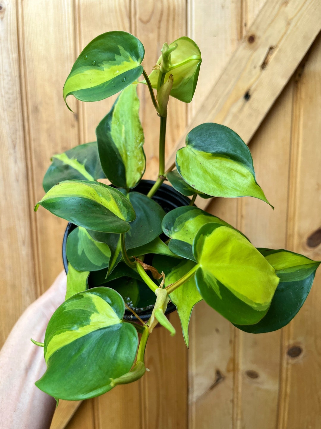 Philodendron Brazil Plant-4 Inch Pot - Etsy