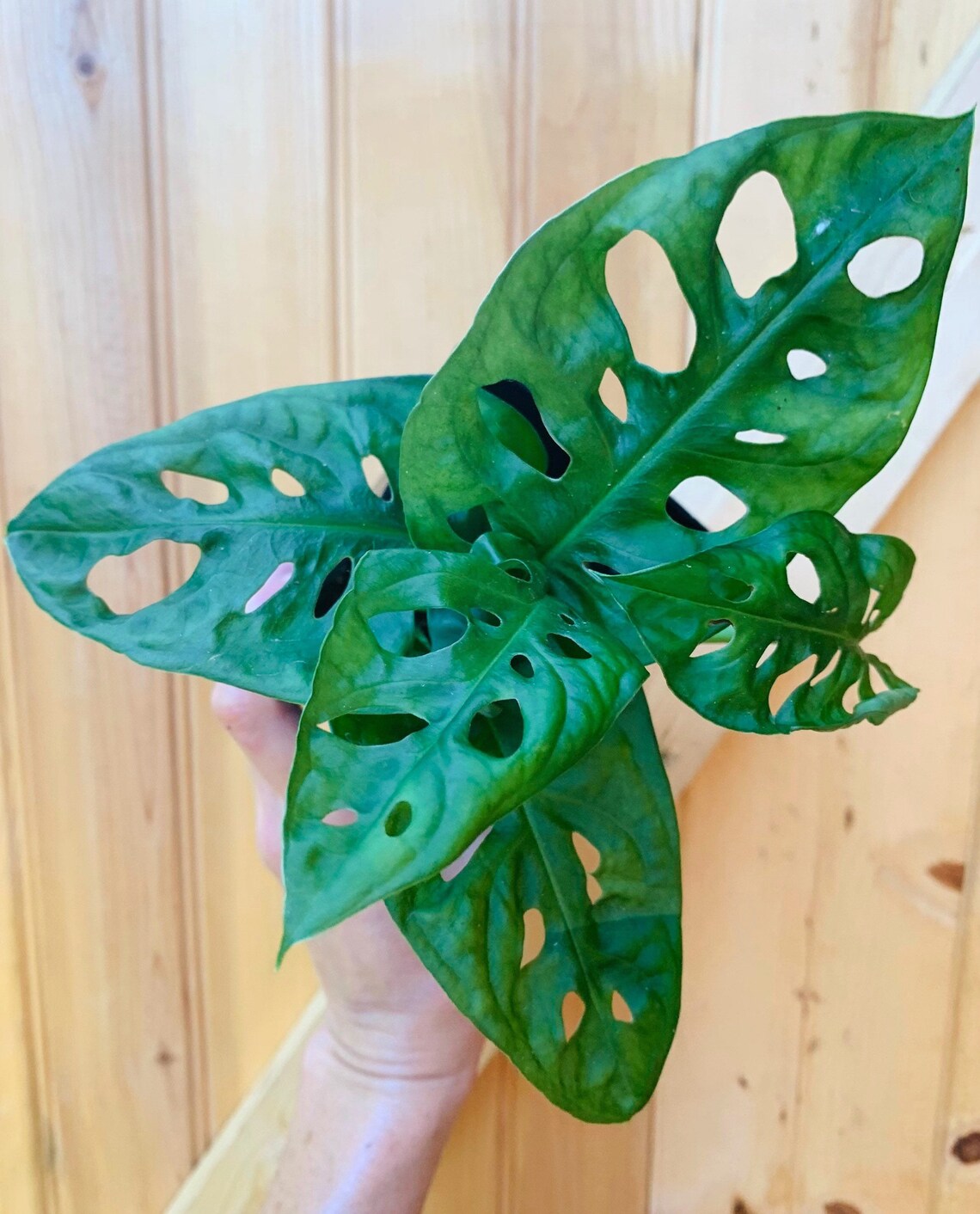 Monstera Adasoni Plant | Etsy