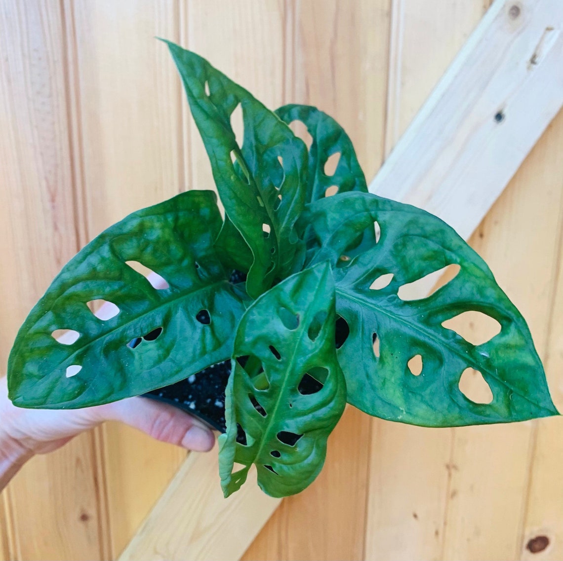 Monstera Adasoni Plant | Etsy