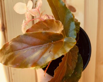Begonia Maculata Plant-3 Inch Pot - Etsy