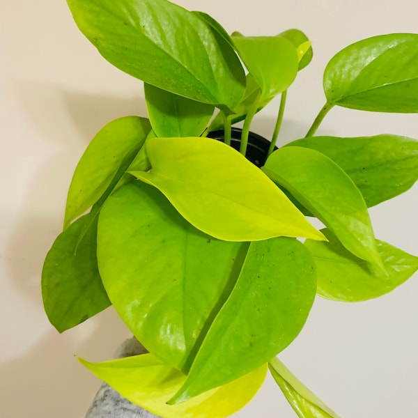 Neon Pothos - Etsy