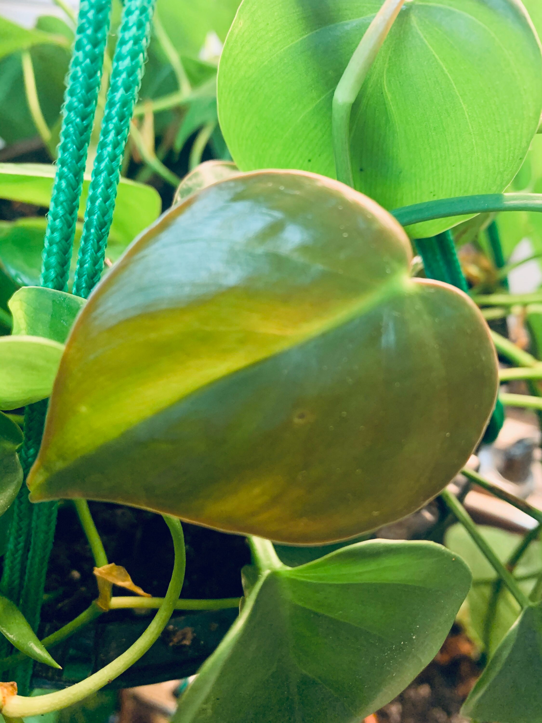 Philodendron Cordatum plant-3 inch pot | Etsy
