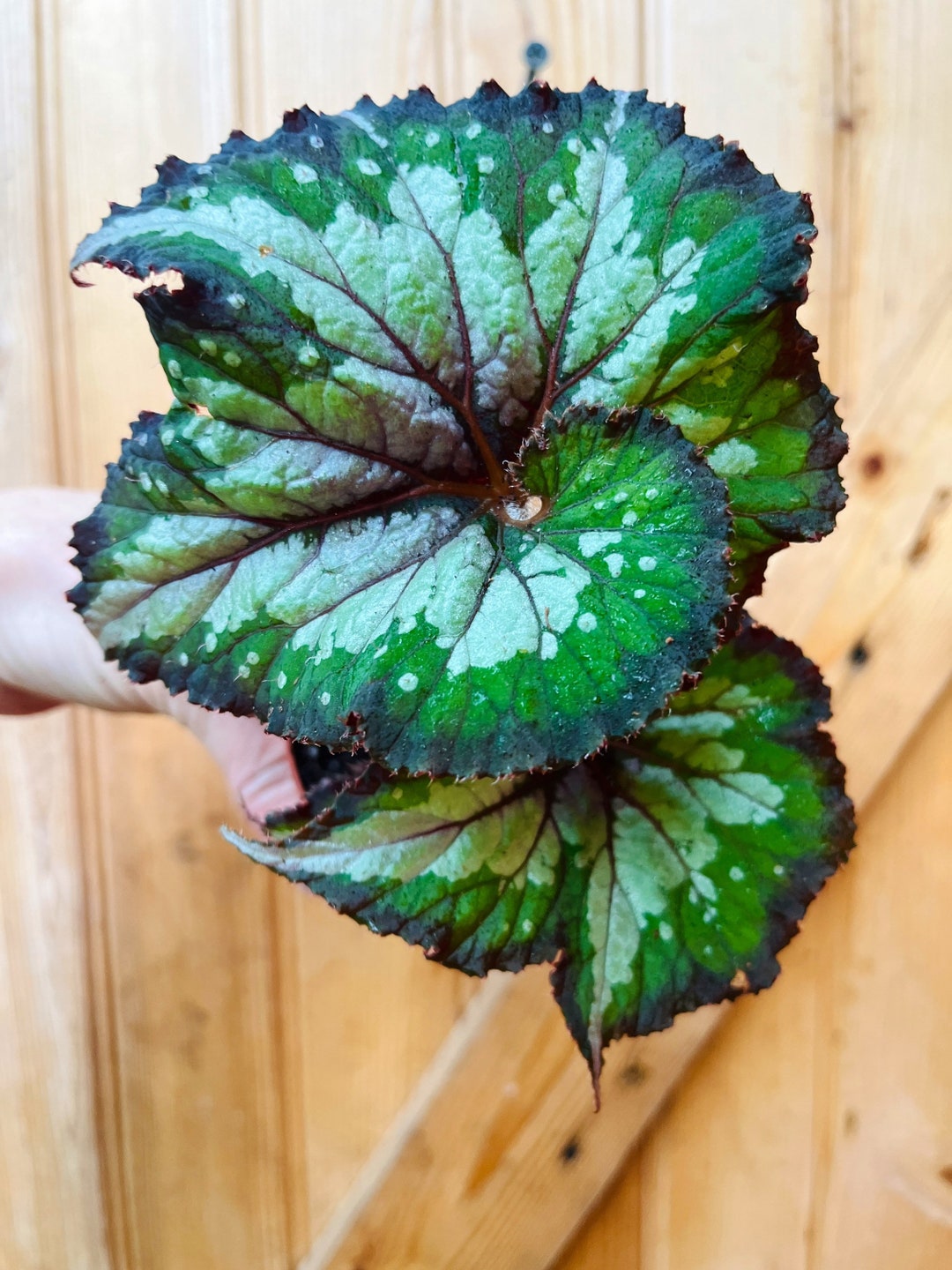 Purple/green/pink Rex Begonia Plum Paisley Plant-4 Inch Pot - Etsy