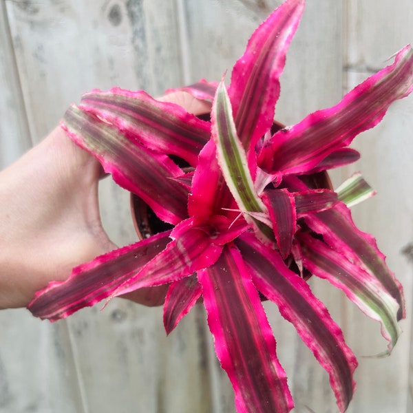 Cryptanthus - Etsy