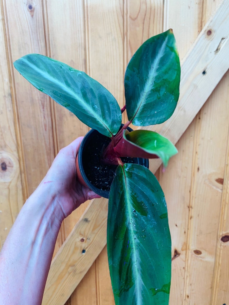 Stromanthe a Sanguine/magic Star Plant-3 Inch Pot - Etsy