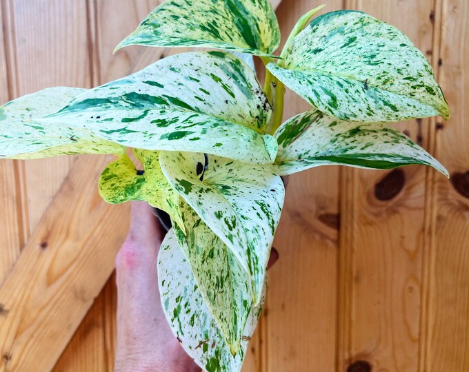 Pothos snow Queen Plant-3 Inch Pot - Etsy