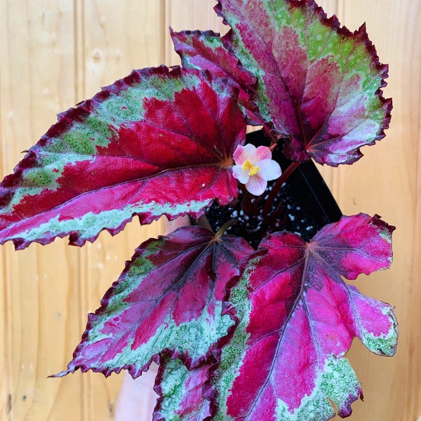 Rex Begonia - Etsy
