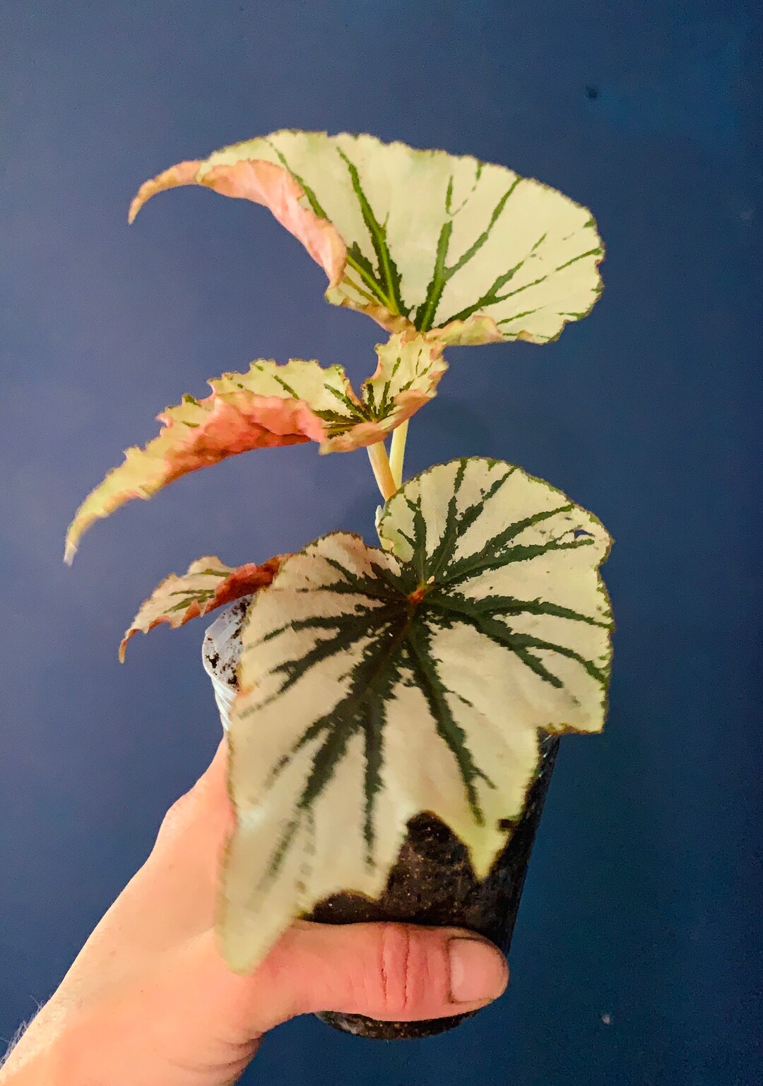 Begonia “looking Glass” Plant-3 Inch Pot - Etsy
