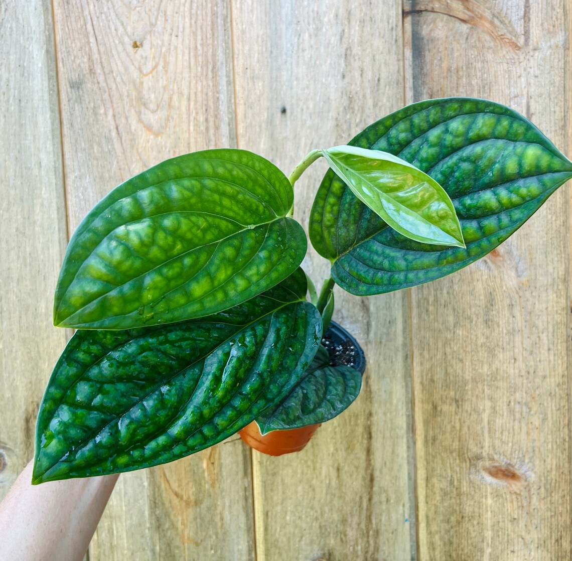 Monstera Peru Plant-4 Inch Pot - Etsy