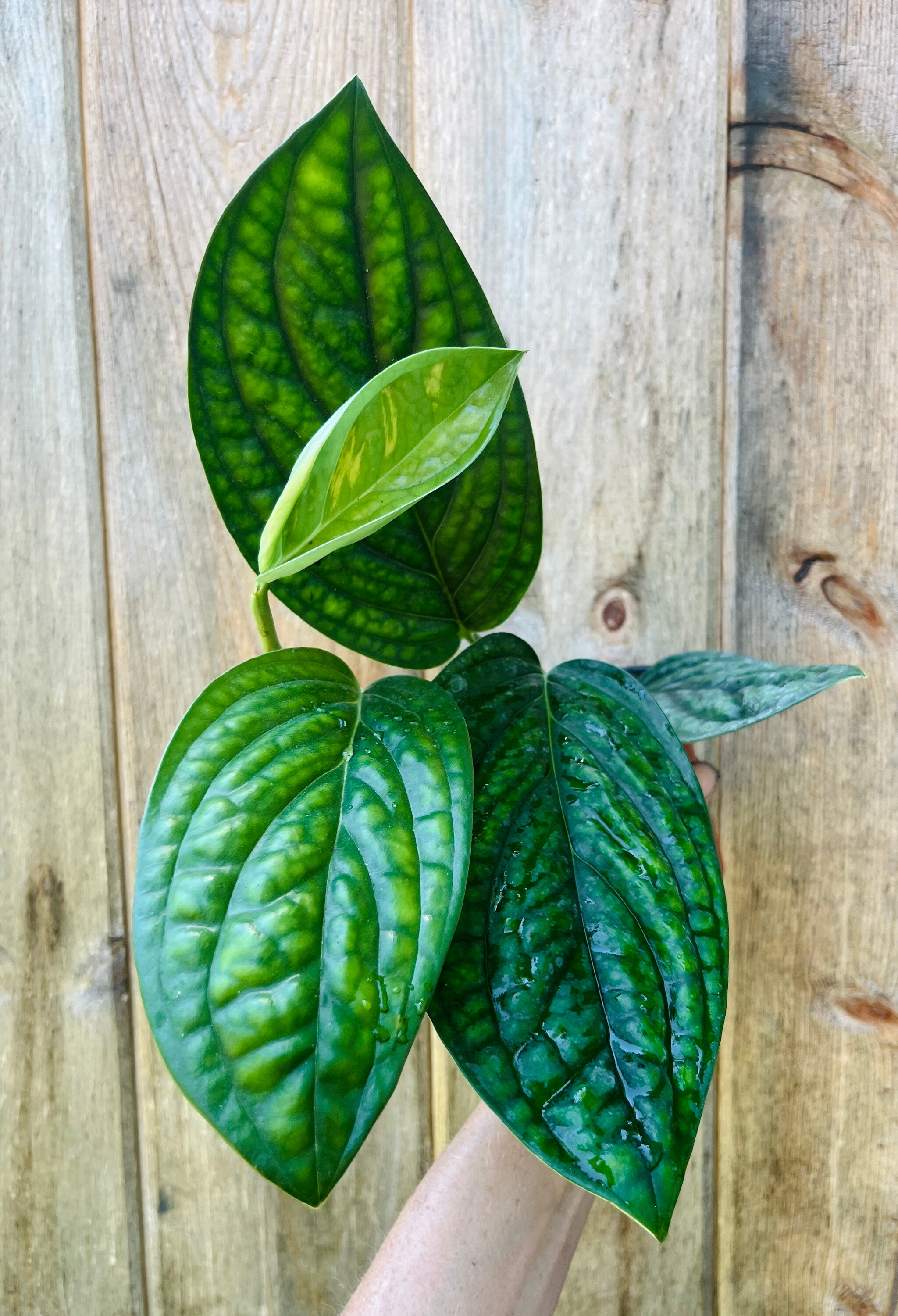 Monstera Peru Plant-4 Inch Pot - Etsy