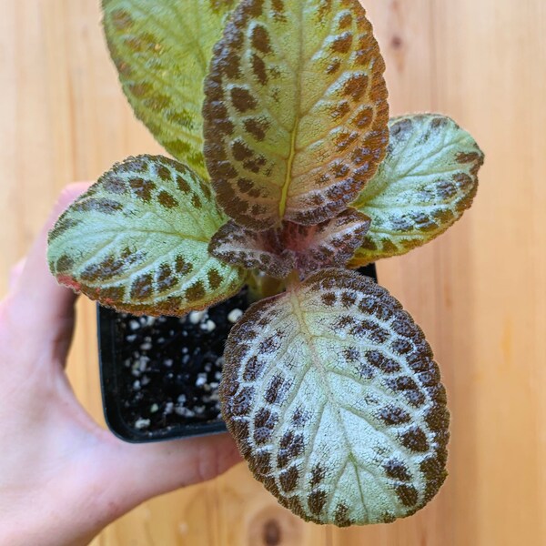 Episcia - Etsy