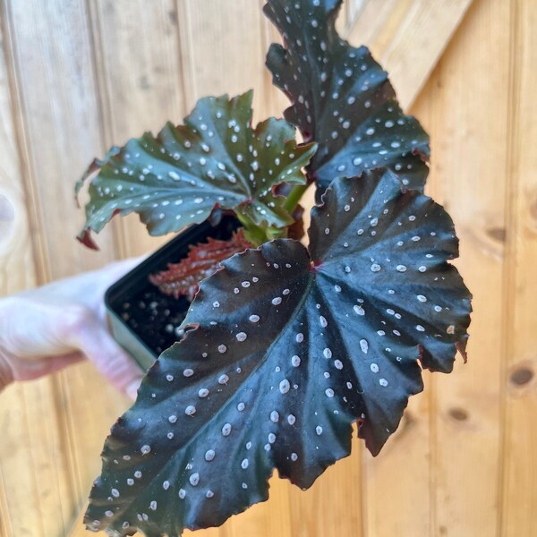 Angel Wing Begonia - Etsy