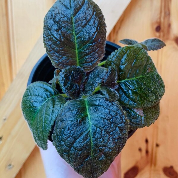 Episcia - Etsy