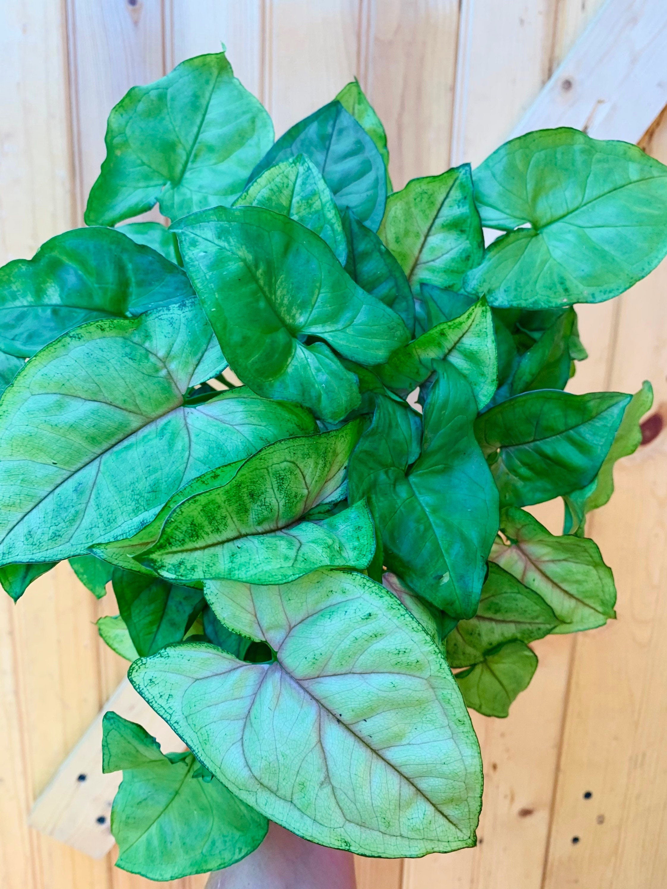Planters & Pots Syngonium Berry Allusion 4 inch Indoor Planters etna.com.pe