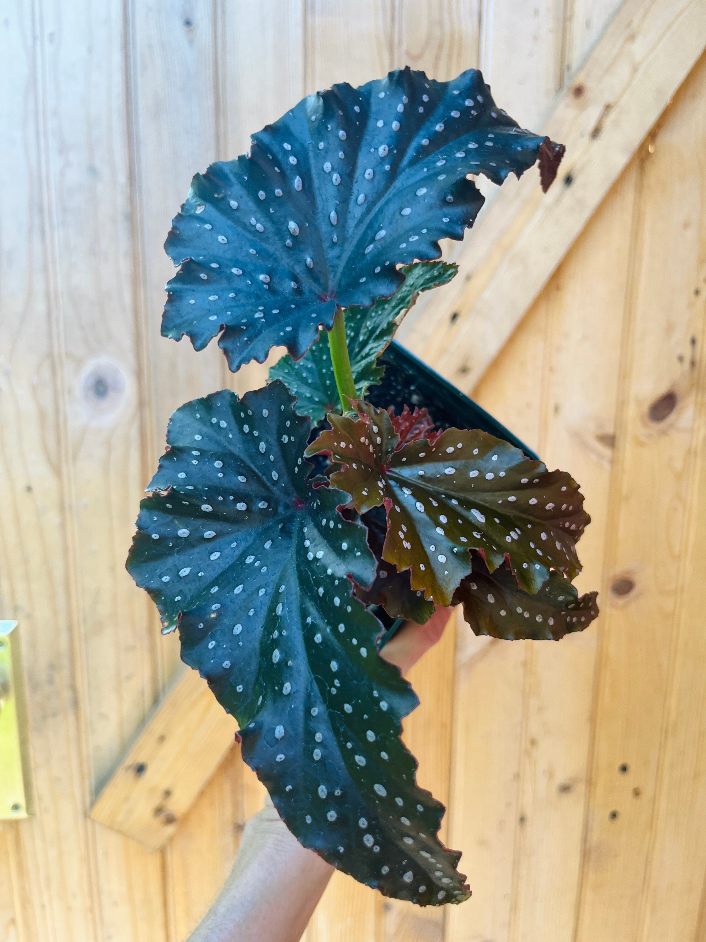 Benigo Pink Polka Dot Angel Wing Begonia Plant-4 Inch - Etsy