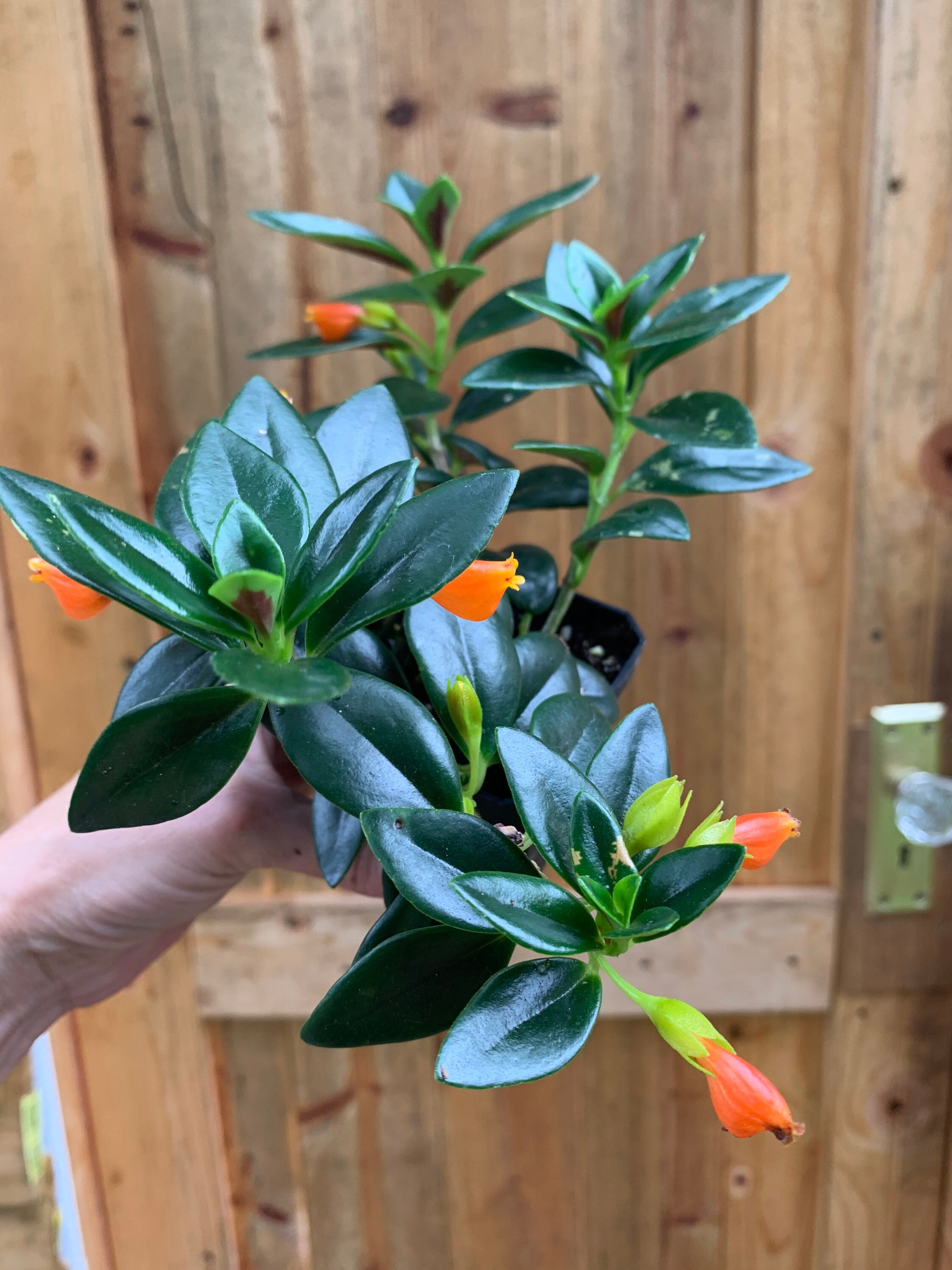 Plante de poisson rouge/ Columnea Gloriosa 3 pouces pot | Etsy