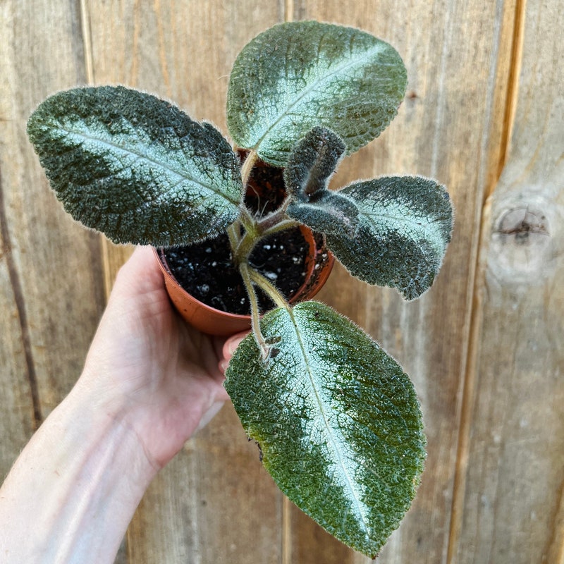 Episcia - Etsy