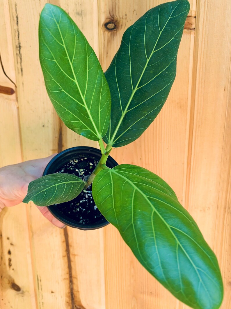 Ficus Benghalensis Audrey plant-3 inch pot | Etsy