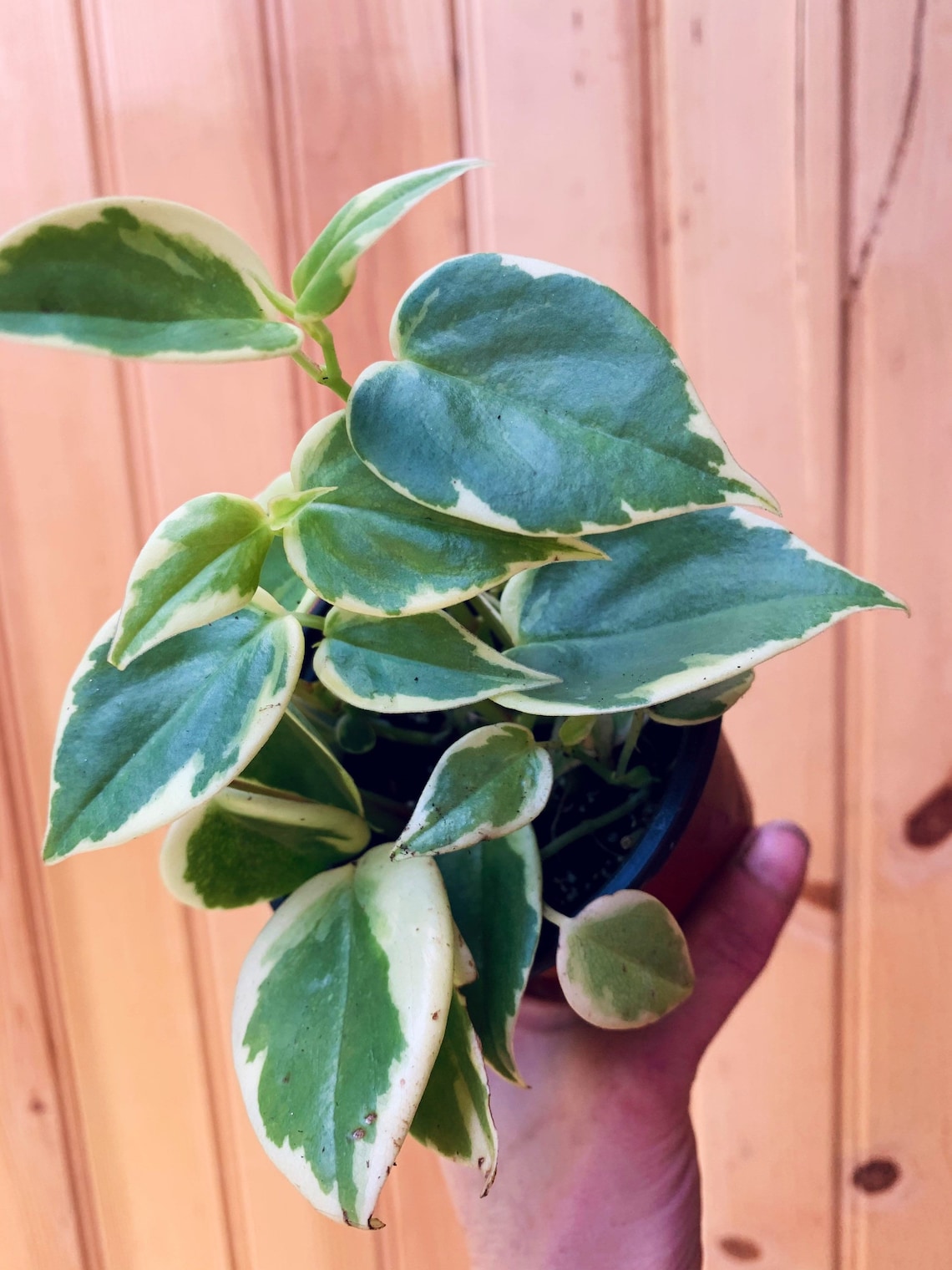 Variegated Peperomia Scandens Plant-3 Inch Pot - Etsy
