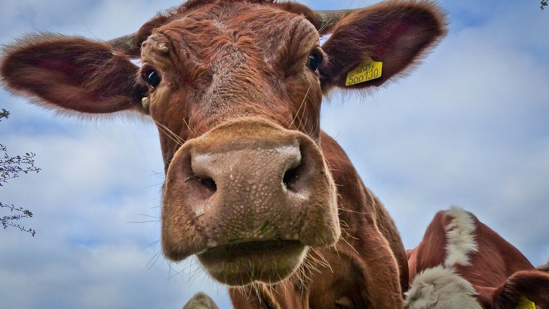 Square Cow Greetings Card Blank Inside - Etsy