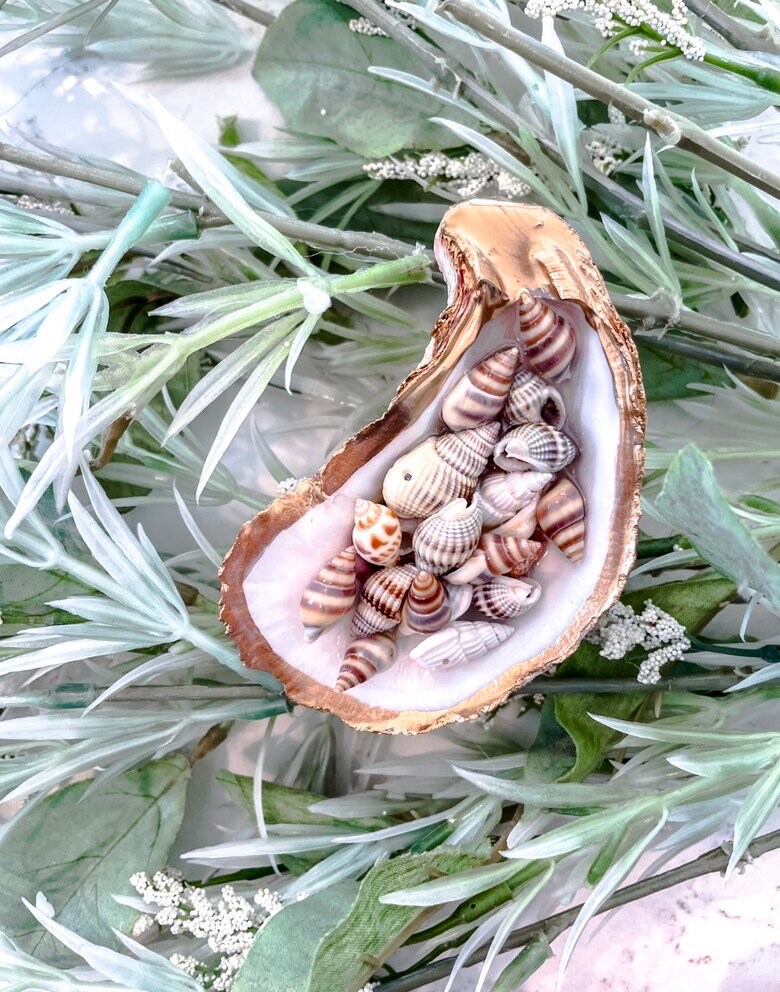 Coastal Shells in Oyster Oyster Ring Dish Shell Trinket Dish Coastal ...