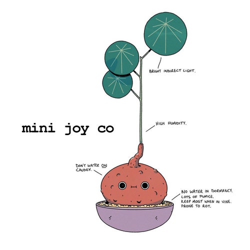 MiniJoyCo - Etsy