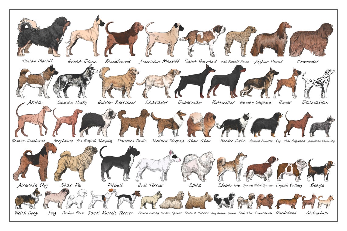 Dog Breed Chart Wall Art 12x18 Inches Dog Diagram Poster Dog Breed ...