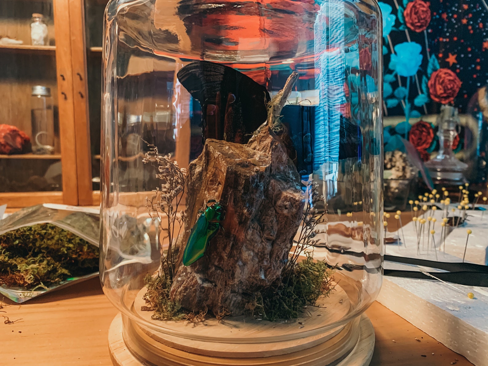 Large Butterfly Terrarium - Etsy