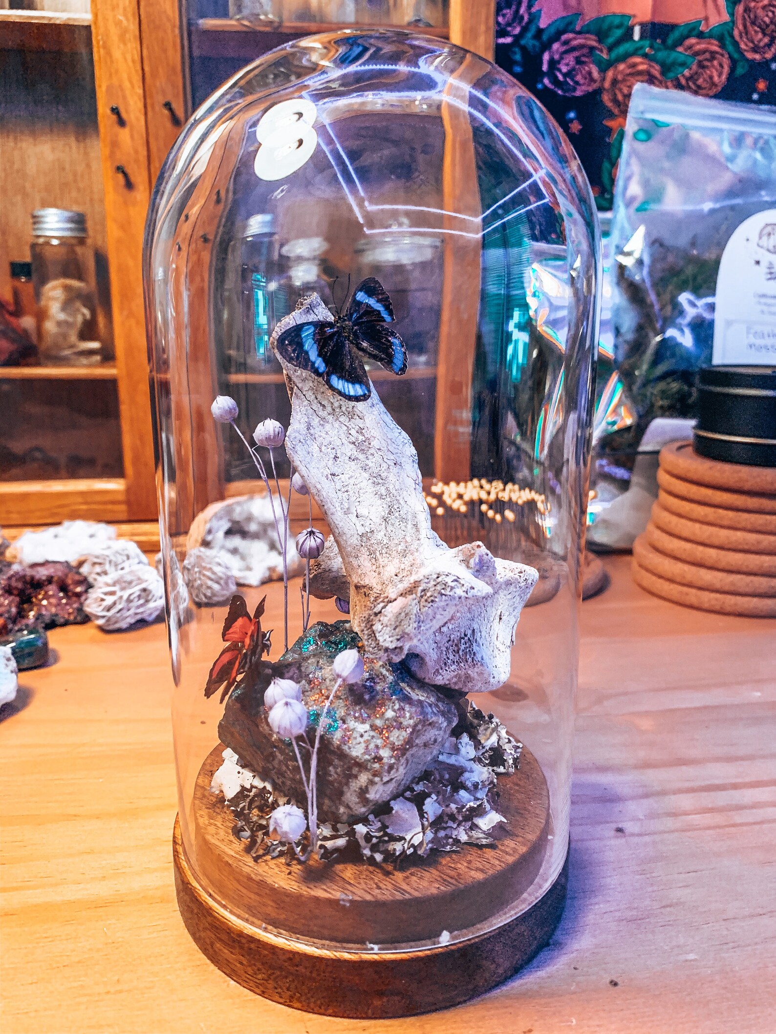Medium Butterfly/Bone Terrarium | Etsy
