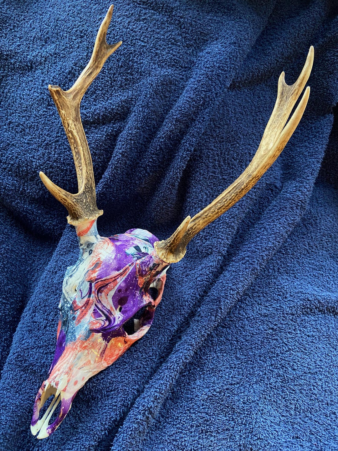 Large Deer Skull Head Amazingly Coloured to Create a Wild and Beautiful ...