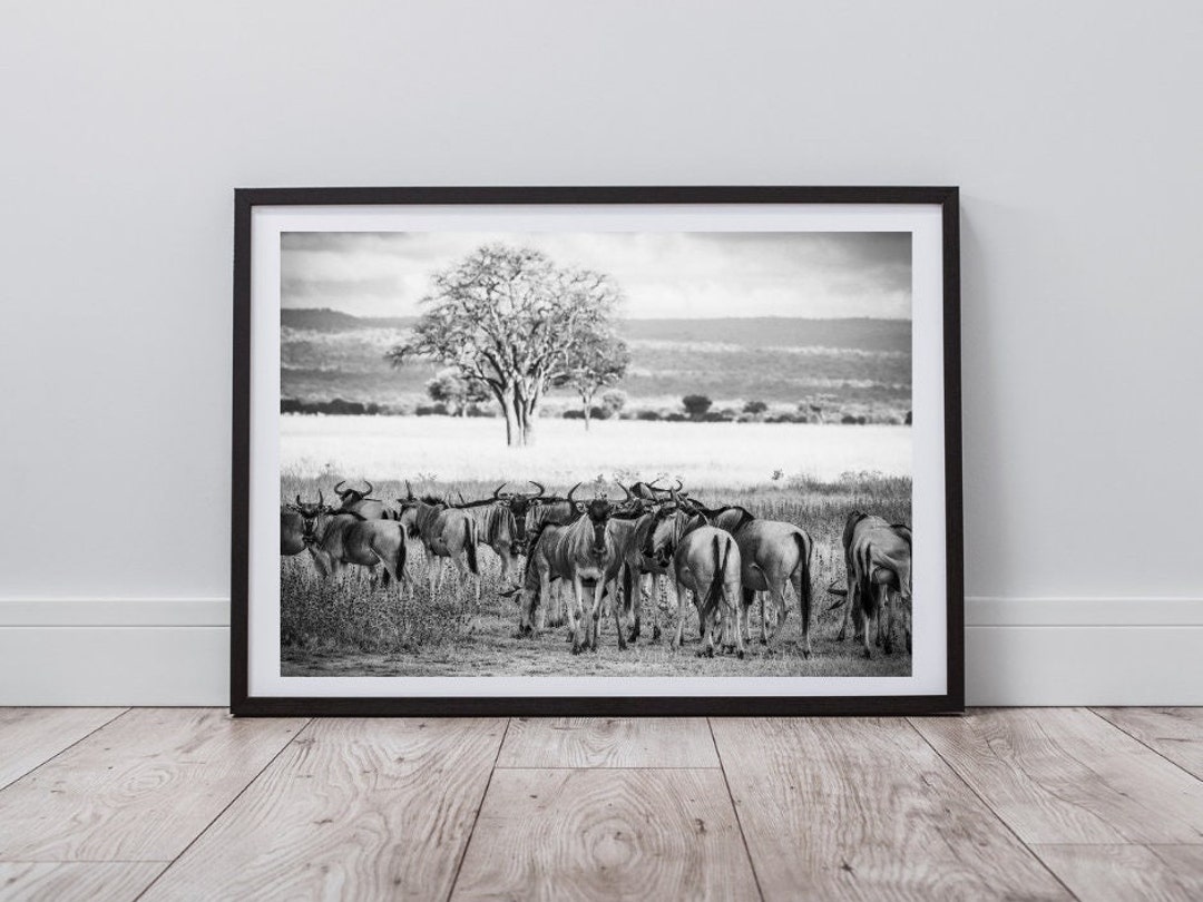 The Great Wildebeest Migration Poster Print, Black and White Animal ...