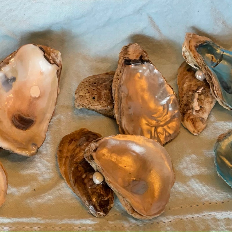 Shell Soap Dish - Etsy