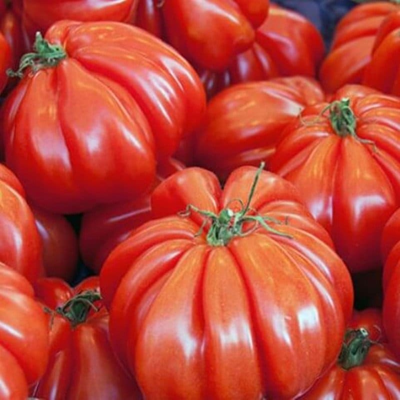 Mexican Giant Beefsteak Tomato Seeds Comb. S/H See our store | Etsy