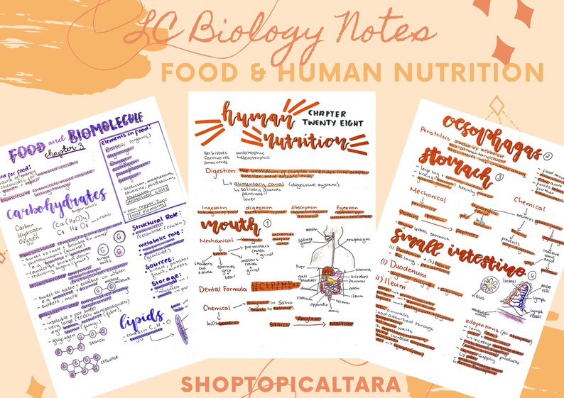 Leaving Cert Biology Notes: Food & Human Nutrition - Etsy Australia