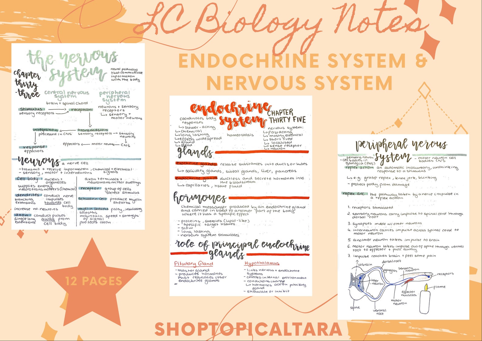 Leaving Cert Biology Notes: Endocrine & Nervous Systems - Etsy