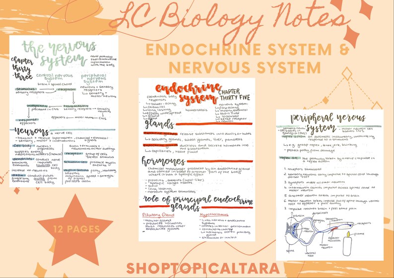 Leaving Cert Biology Notes: Endocrine & Nervous Systems - Etsy