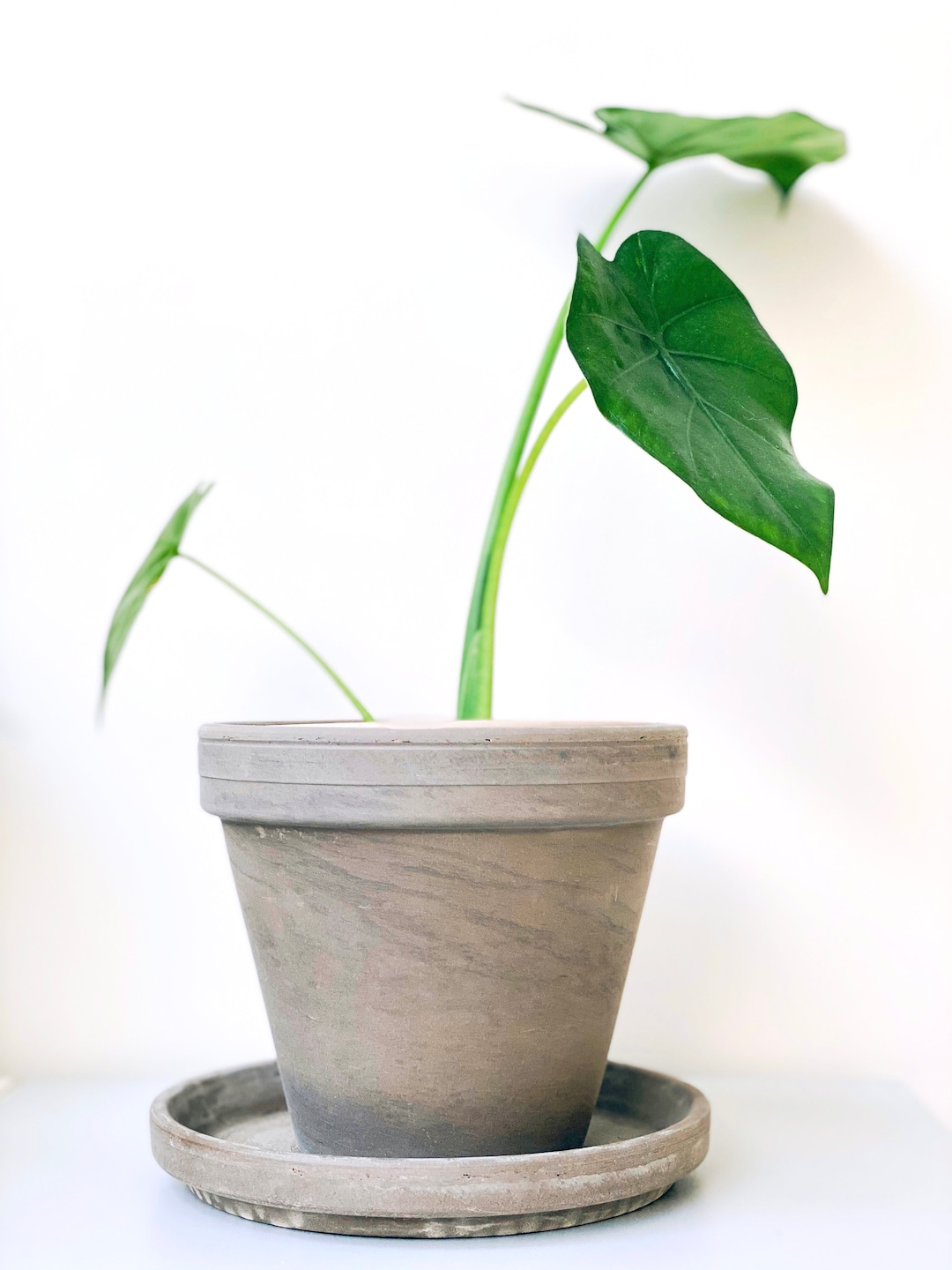 Modern Grey Terra Cotta Planter, 6", Dark Brown Clay Pot, Basalt Marble ...