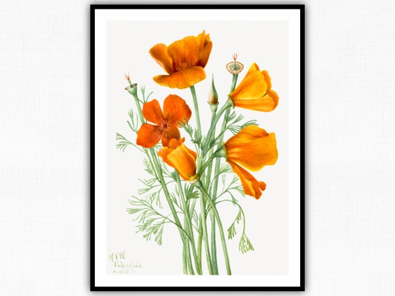 PRINTABLE WALL ART california Poppy Flower Poster | Etsy