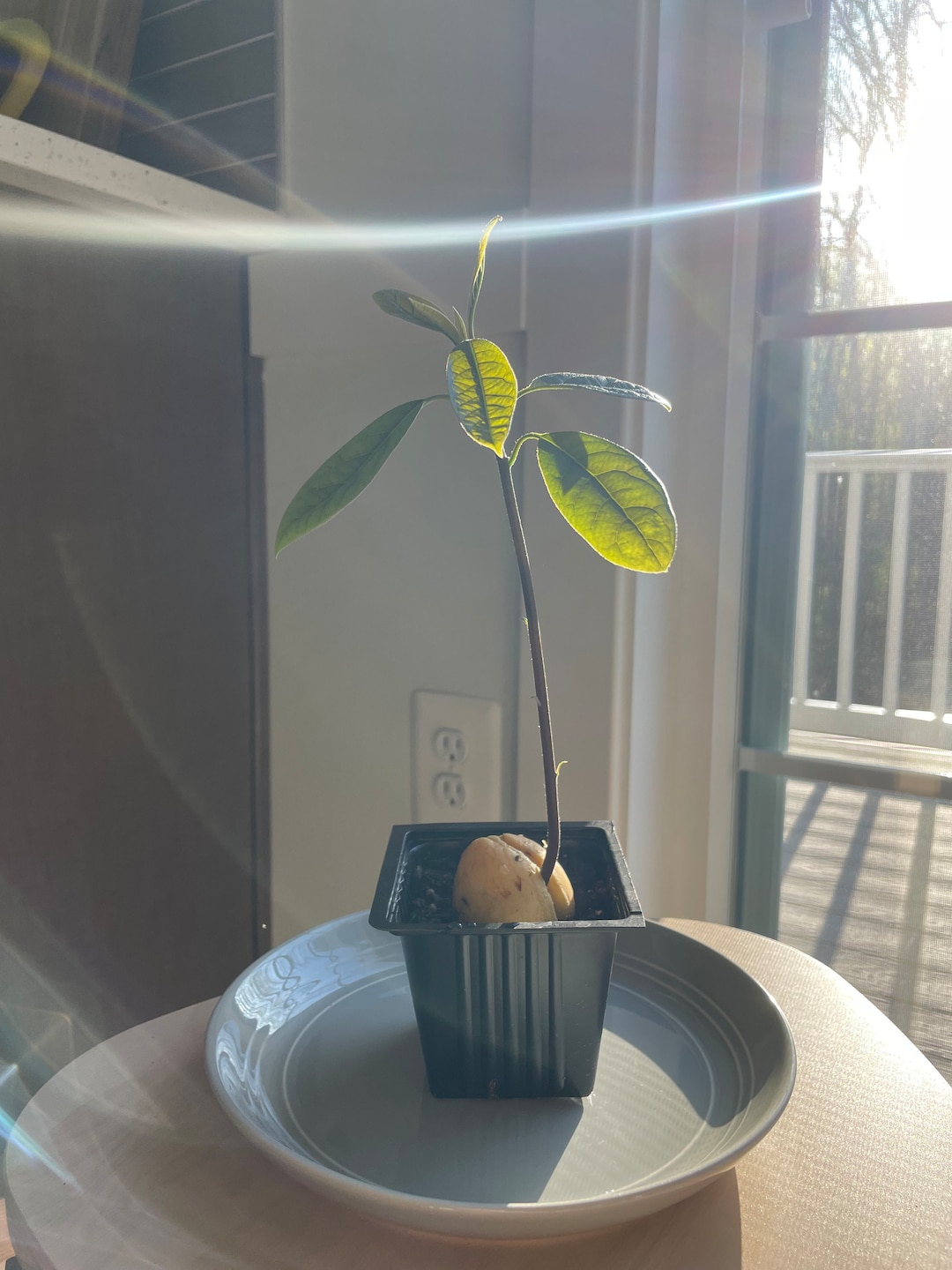Avocado Seedling Plant - Etsy