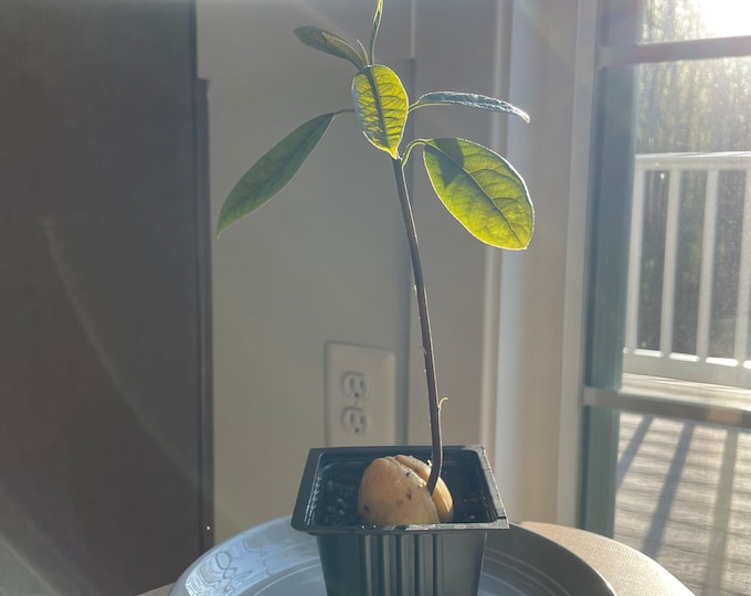 Avocado Seedling Plant - Etsy